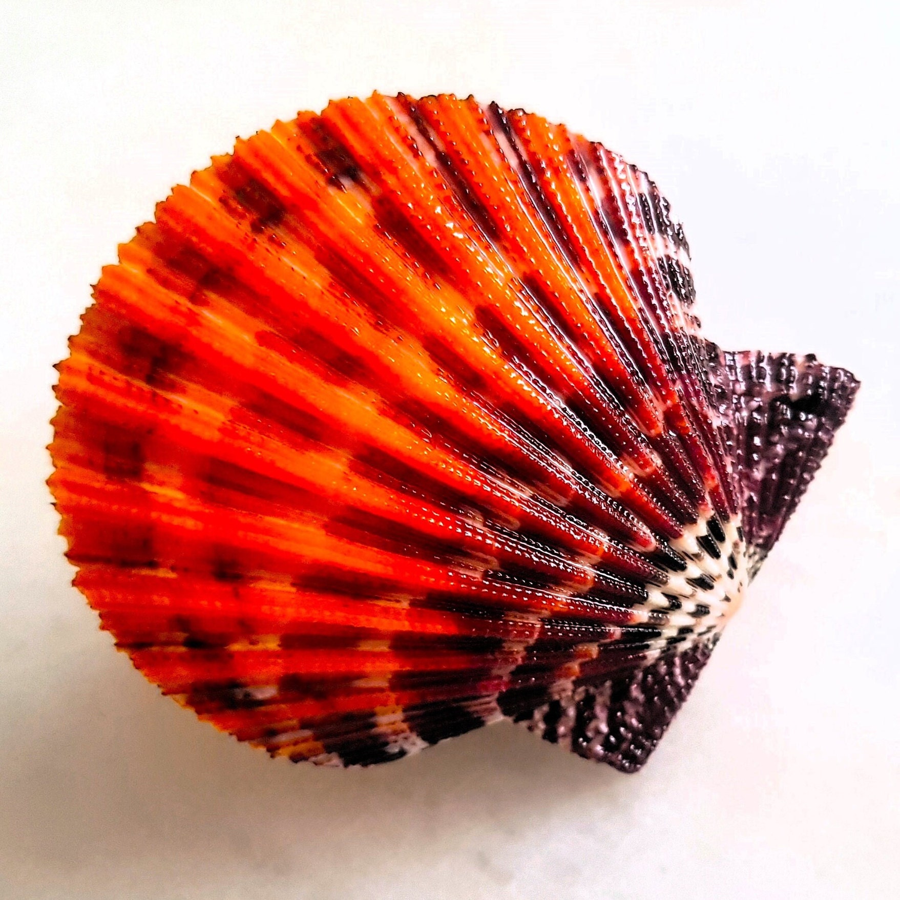 Seashell Pecten Pallium Pectinidae Royal Cloak Scallop - Etsy