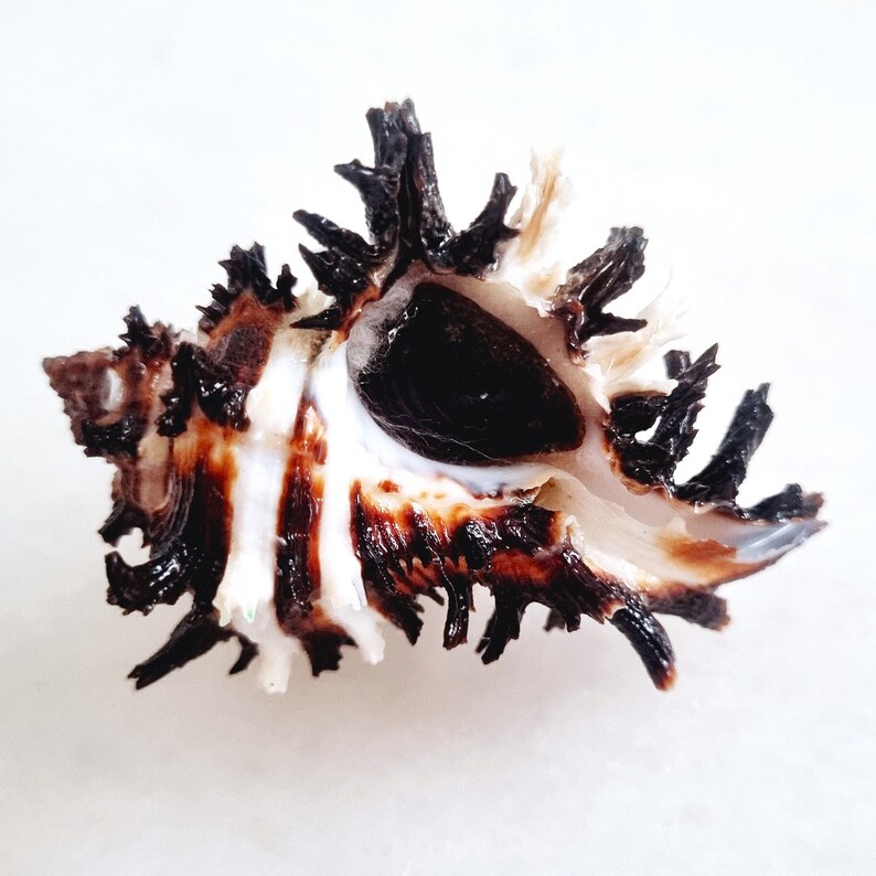 Seashell Hexaplex Cichoreum Muricidae Endive Murex Dwarf Male Aesthetic ...