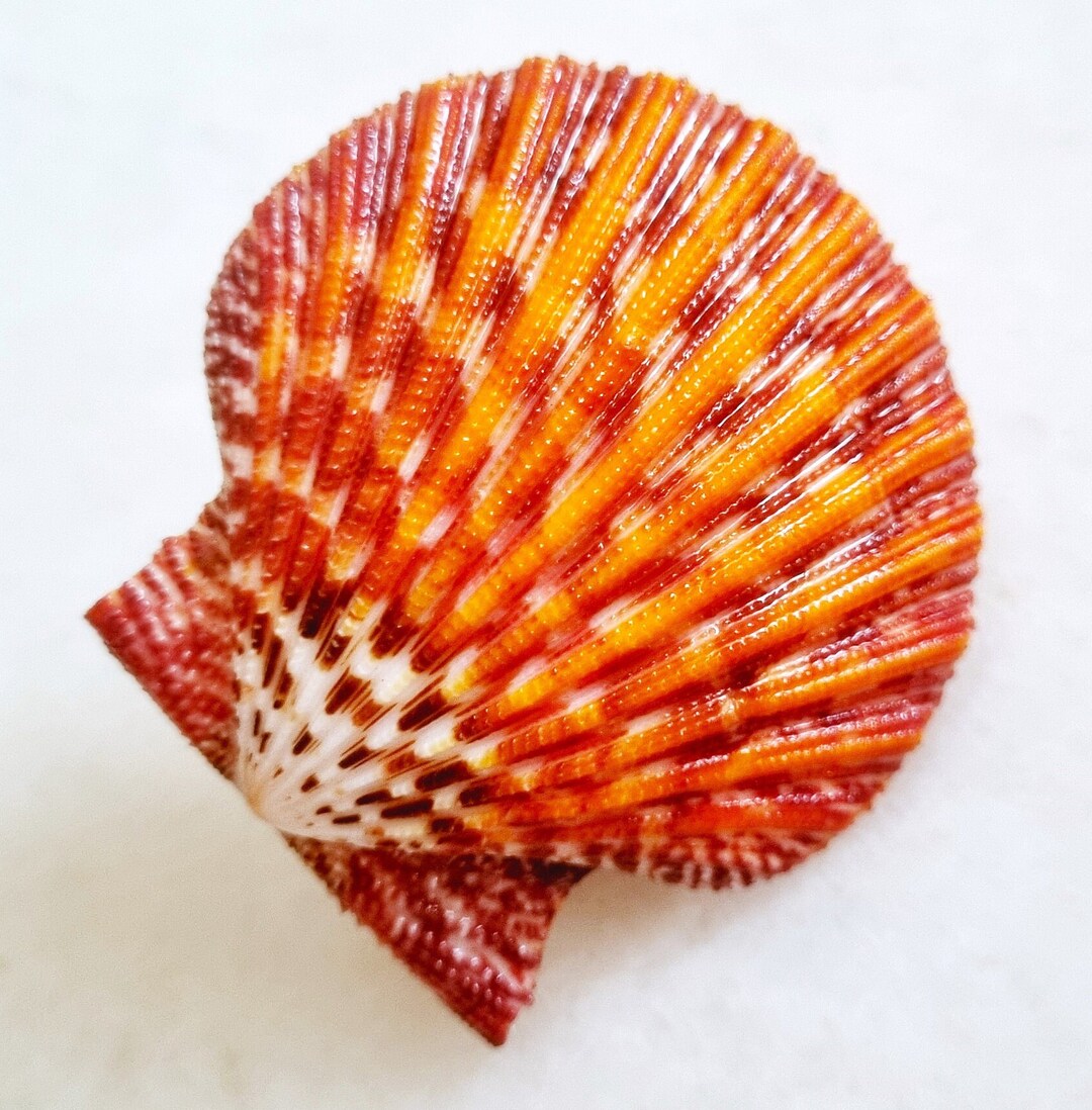 Seashell Pecten Pallium Pectinidae Royal Cloak Scallop Scallop Shell - Etsy