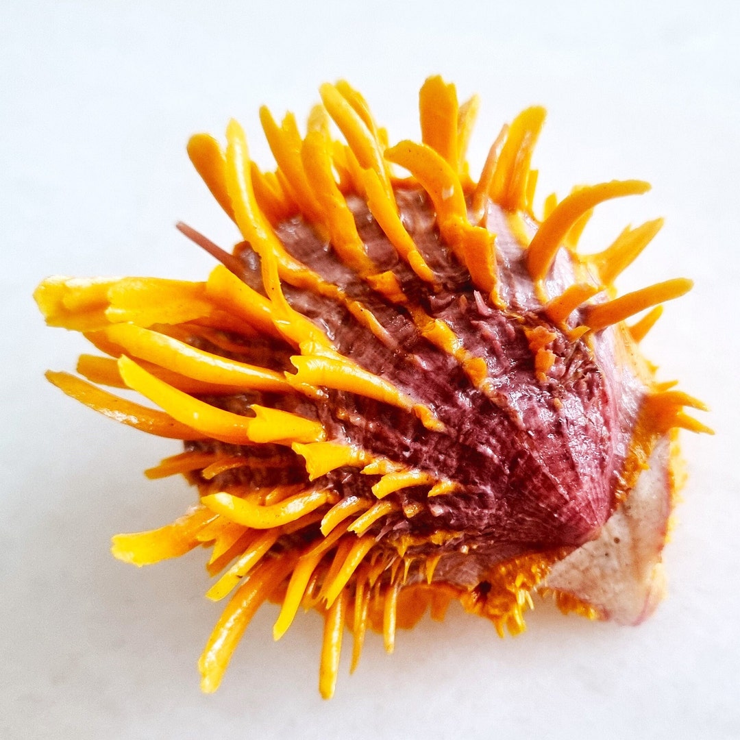 Seashell Spondylus Aurantius Spondylidae Thorny Oyster Bright Orange ...