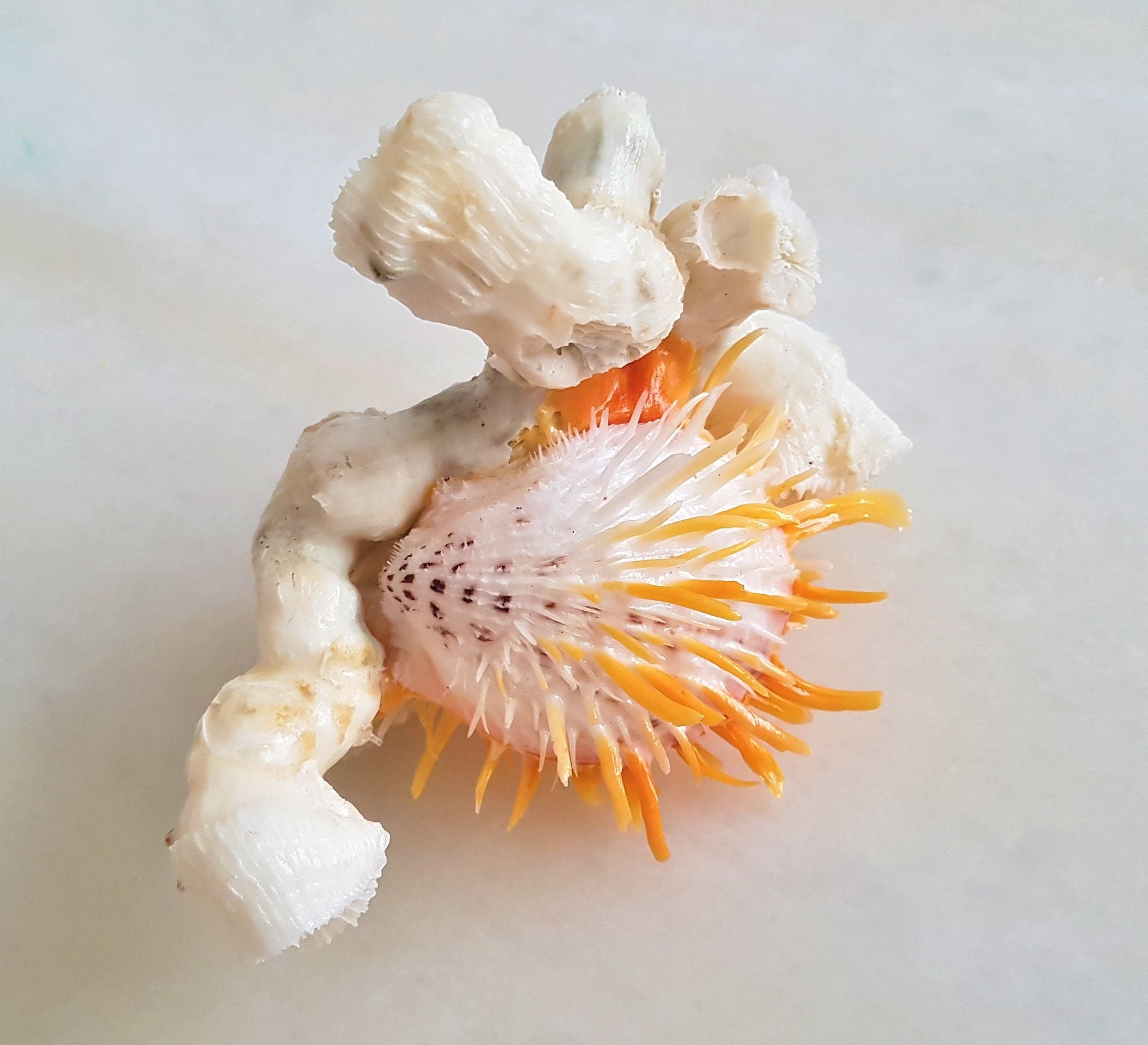 Seashell Spondylus Versicolor | Spondylidae | Thorny Oyster | Natural ...