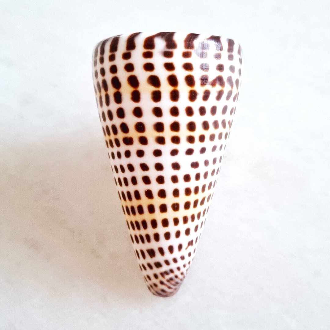 Seashell Conus Litteratus Conidae Lettered Cone Classic Pattern ASMR ...