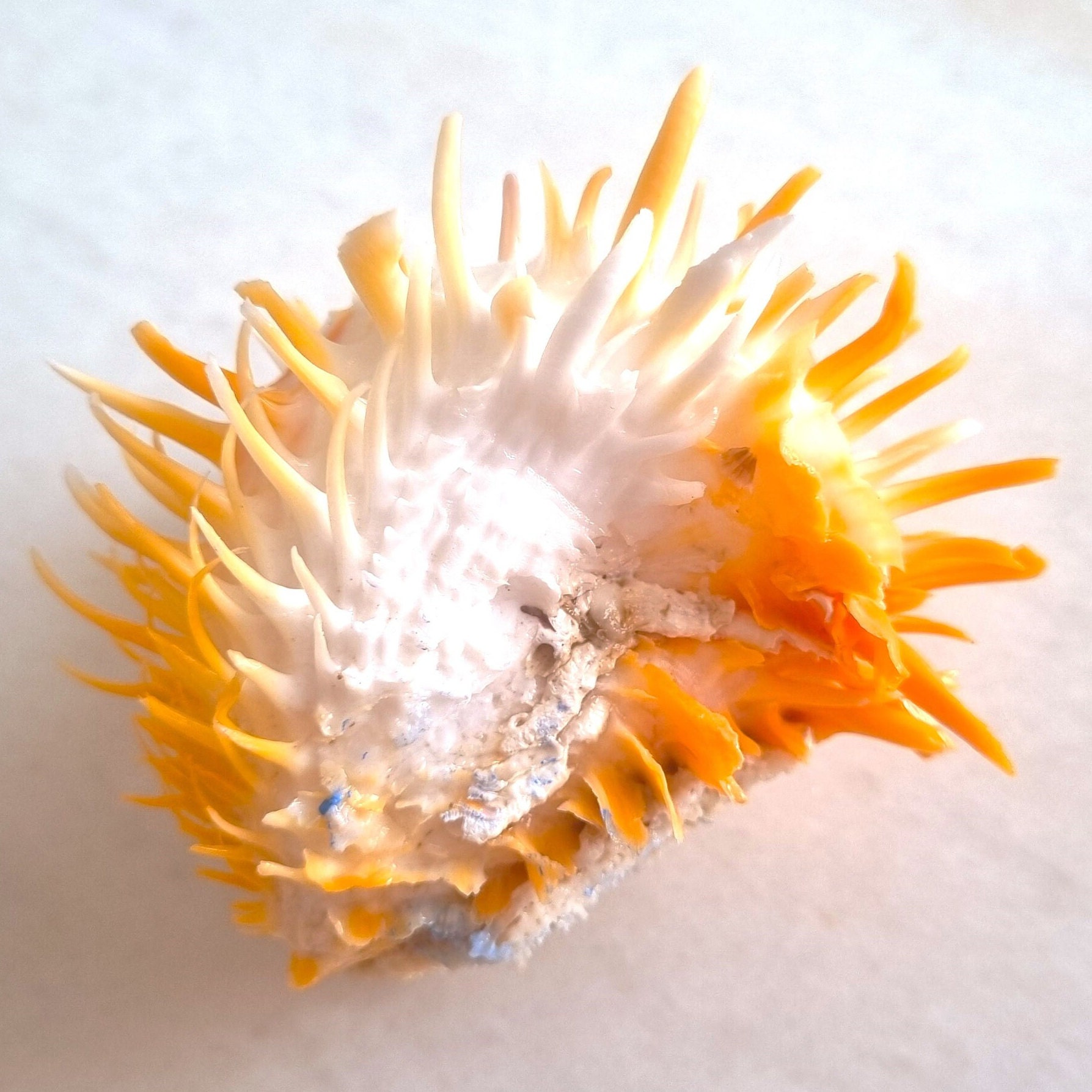 Seashell Spondylus Versicolor Spondylidae Thorny Oyster Natural History ...