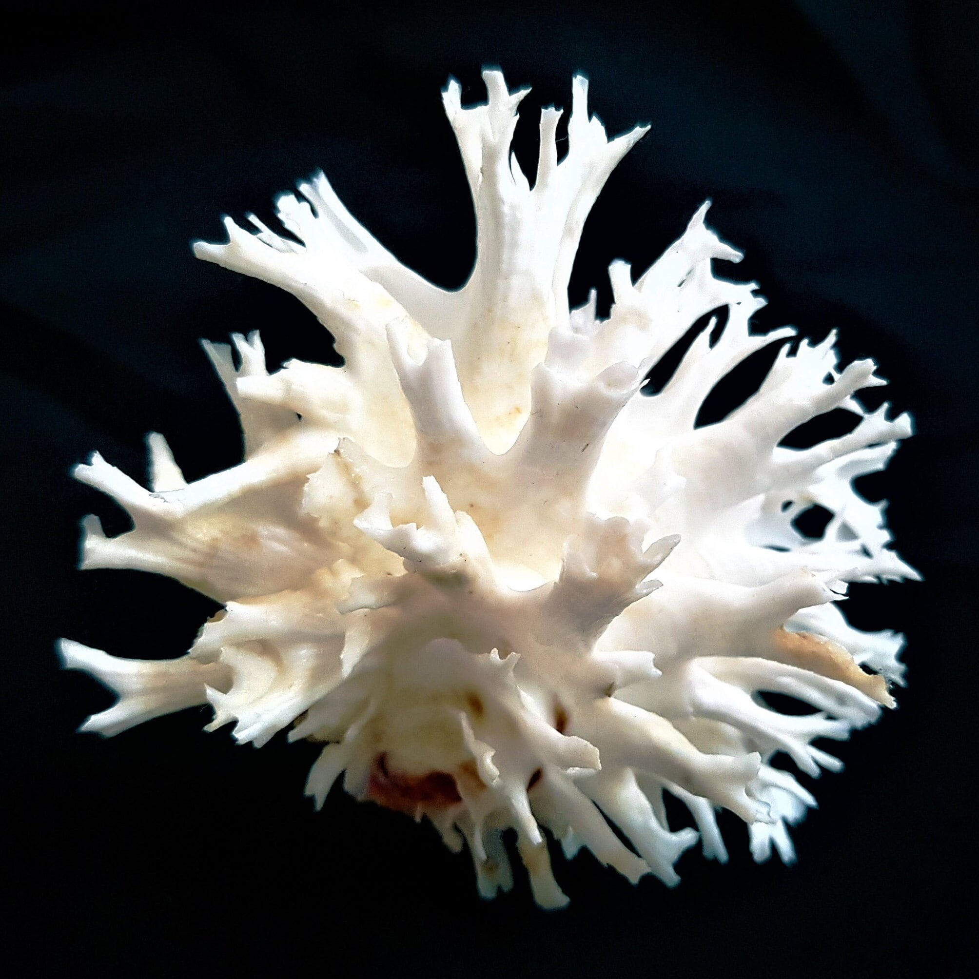 Seashell Chama Lazarus Chamidae Lazarus's Jewel Box - Etsy