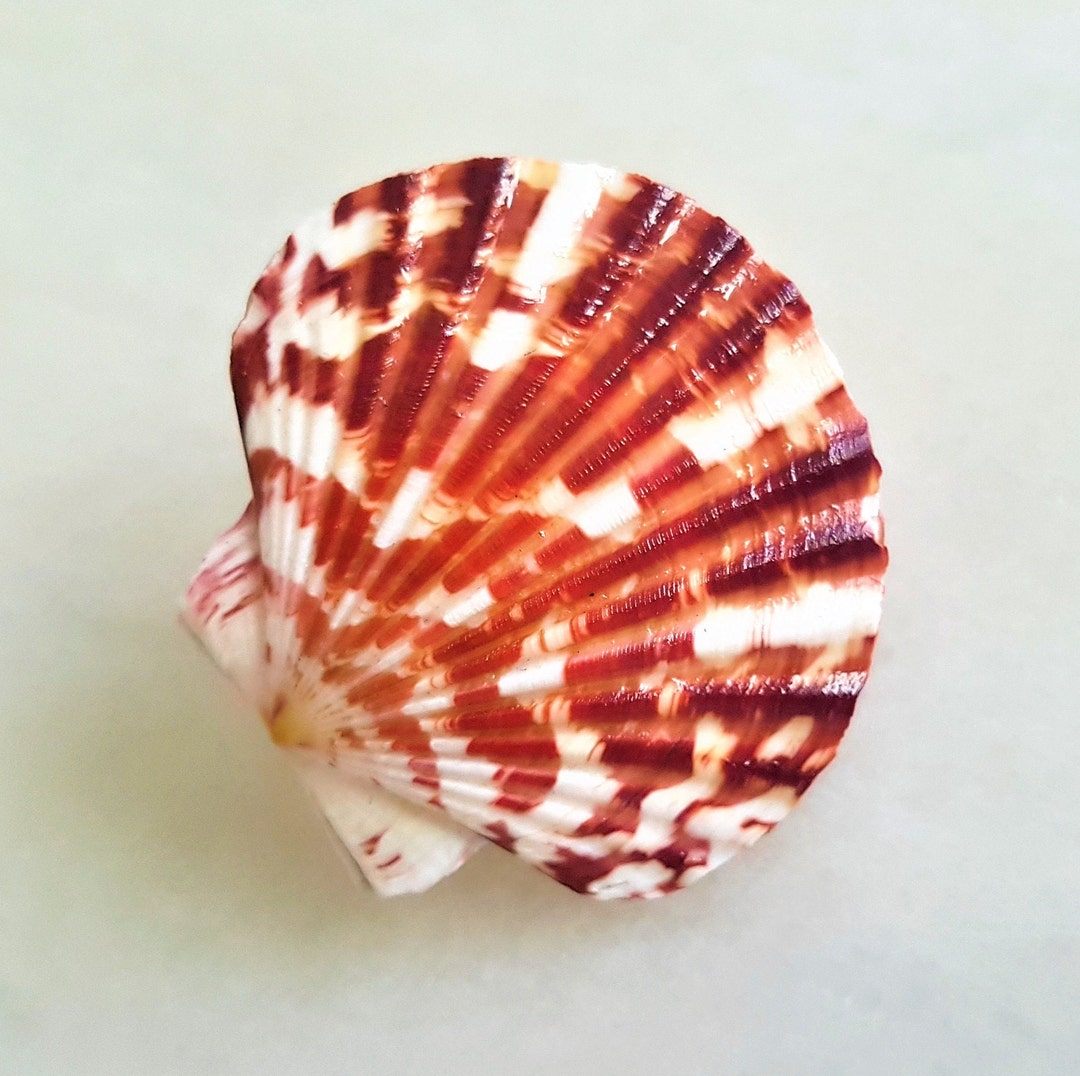 Seashell Annachlamys Striatula Pectinidae Scallop Shell - Etsy