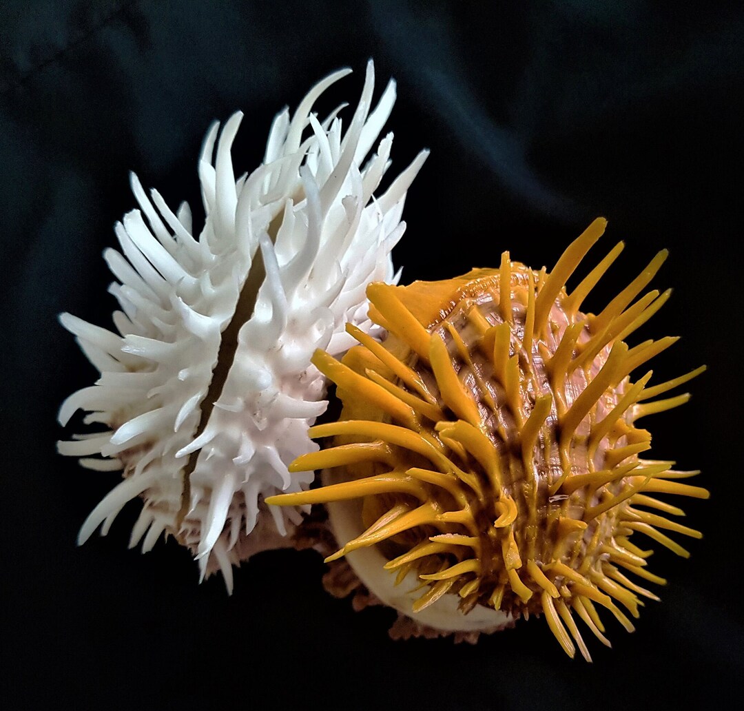 Seashell Spondylus Spectrum | Spondylus Aurantius | Spondylidae ...
