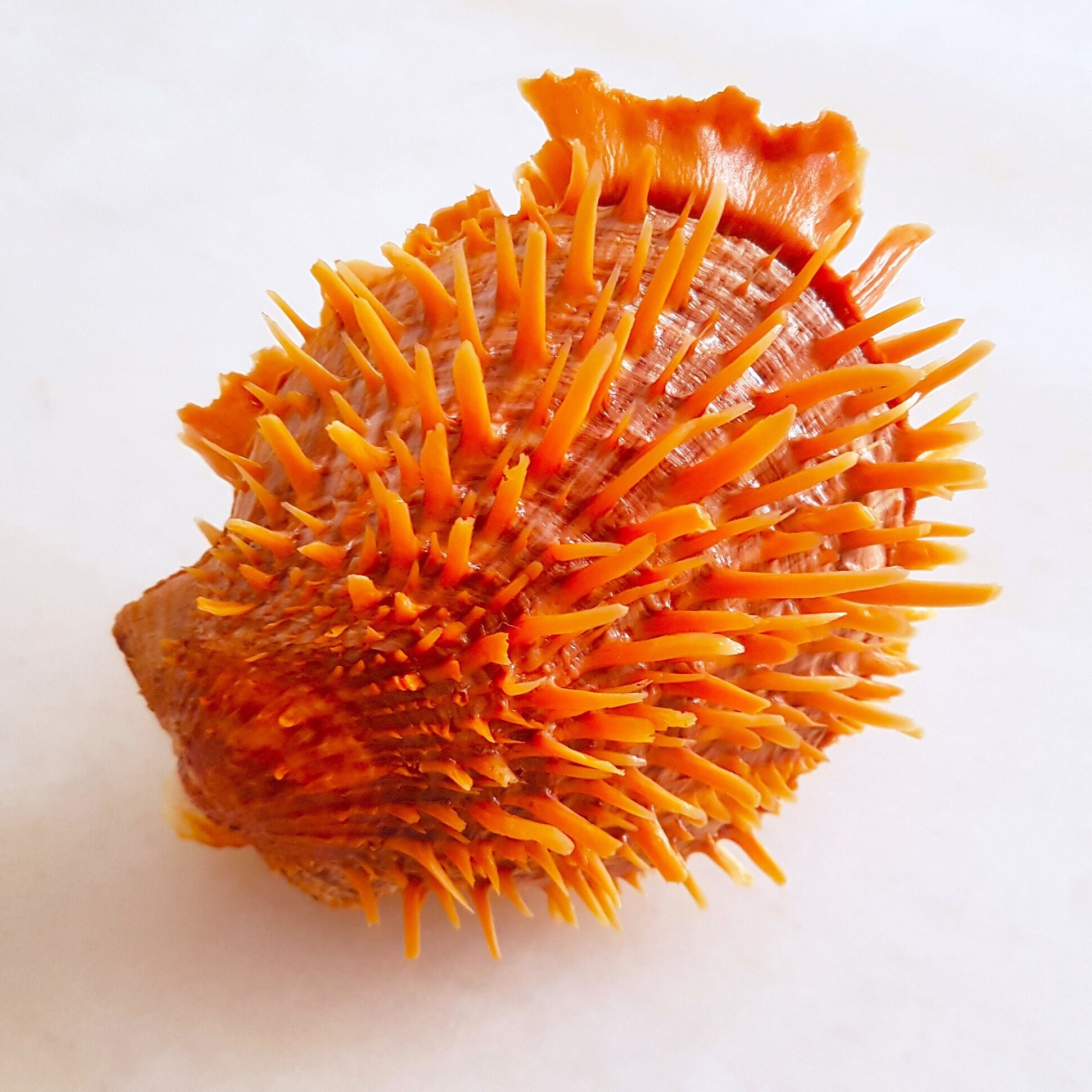 Seashell Spondylus Aurantius Spondylidae Thorny Oyster Natural History ...