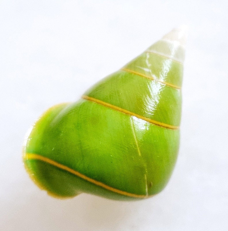Landsnail Papuina Pulcherrima Camaenidae Emerald Green Snail Green Tree ...