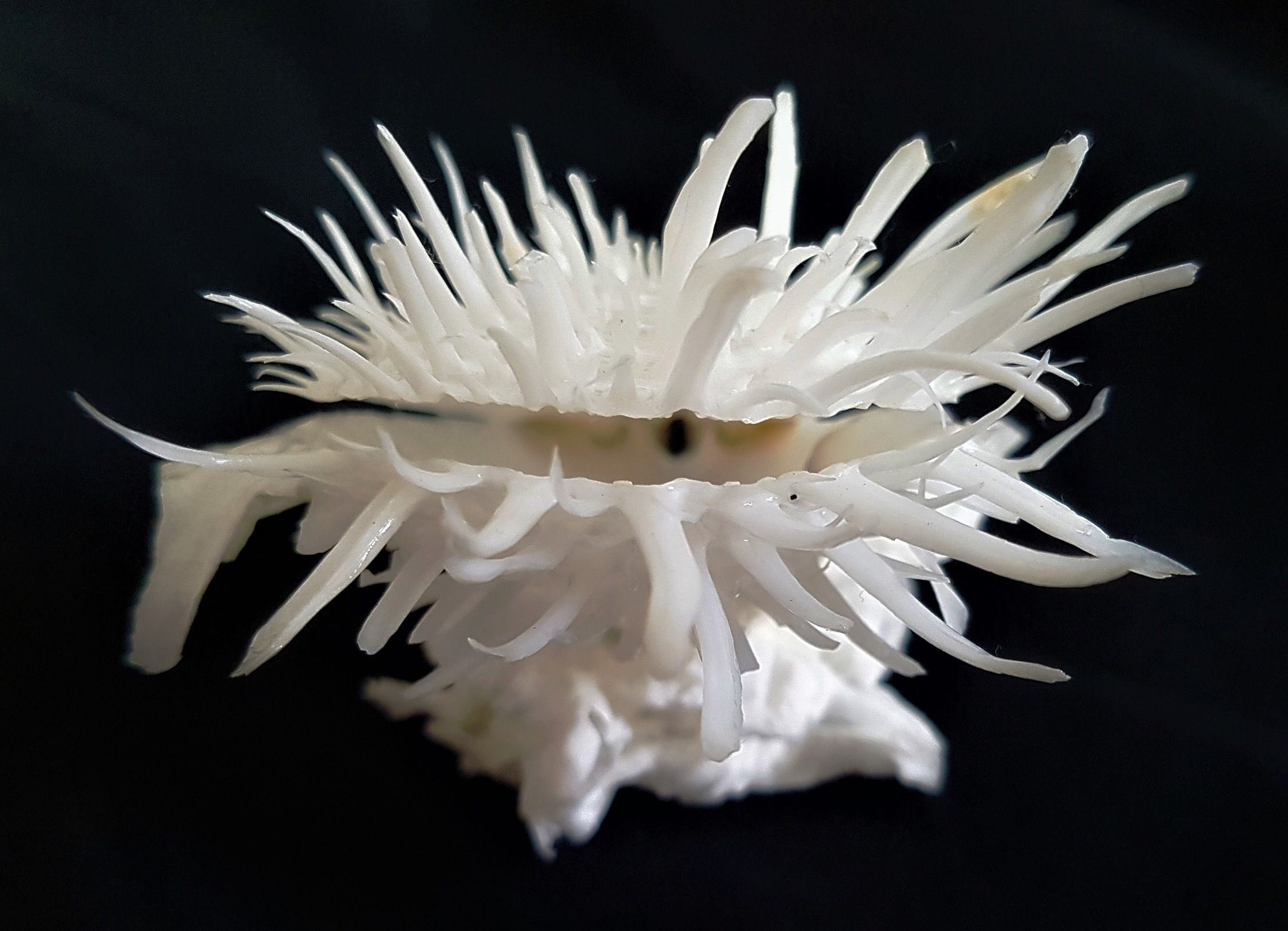 Seashell Spondylus Echinatus Spondylidae Thorny Oyster Natural History ...