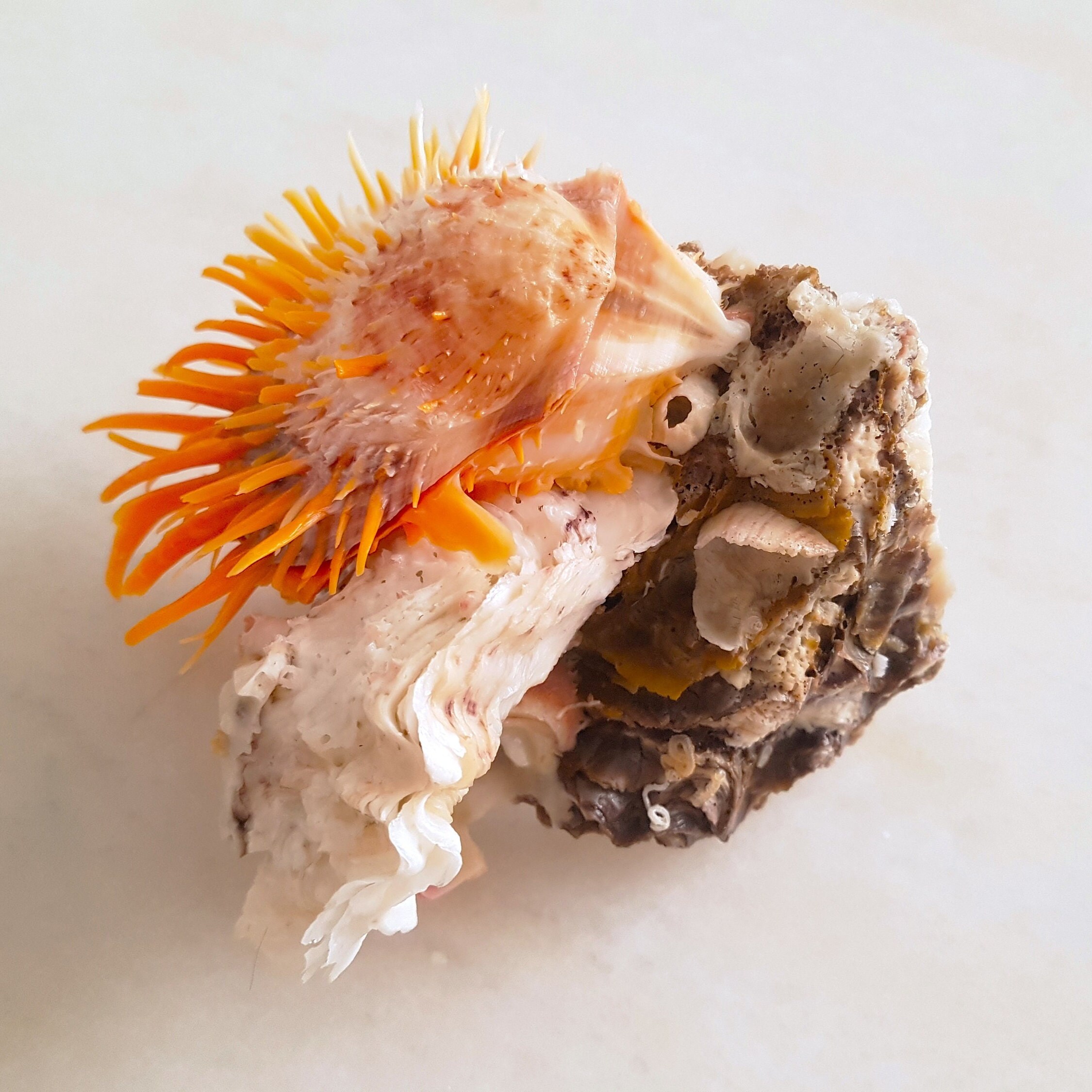 Seashell Spondylus Versicolor | Spondylidae | Thorny Oyster | Natural ...
