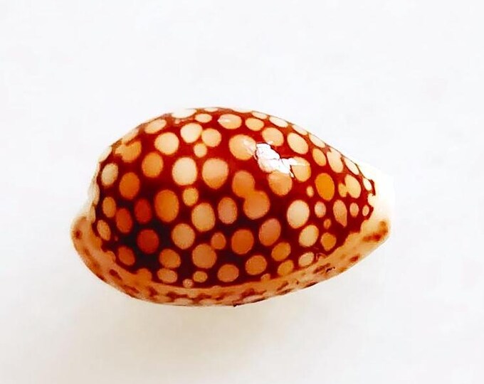 Seashell Cypraea Cribrarula Esontropia Francescoi | Cypraeidae | Rare ...