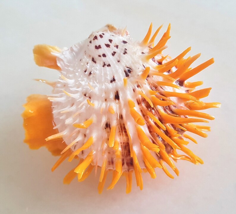 Seashell Spondylus Versicolor Spondylidae Thorny Oyster Natural History ...