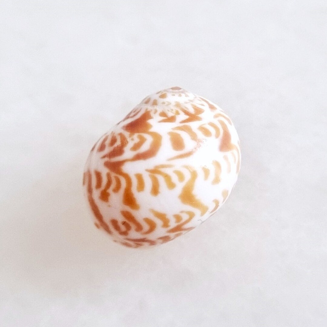 Seashell Natica Tectonatica Violacea | Naticidae | Tectonatica | Violet ...