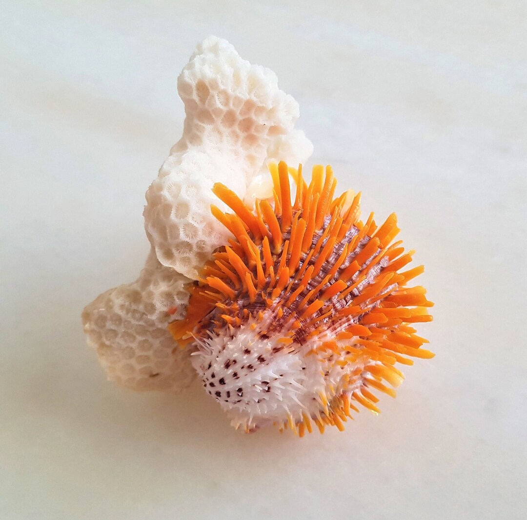 Seashell Spondylus Versicolor Spondylidae Thorny Oyster Brain Coral ...