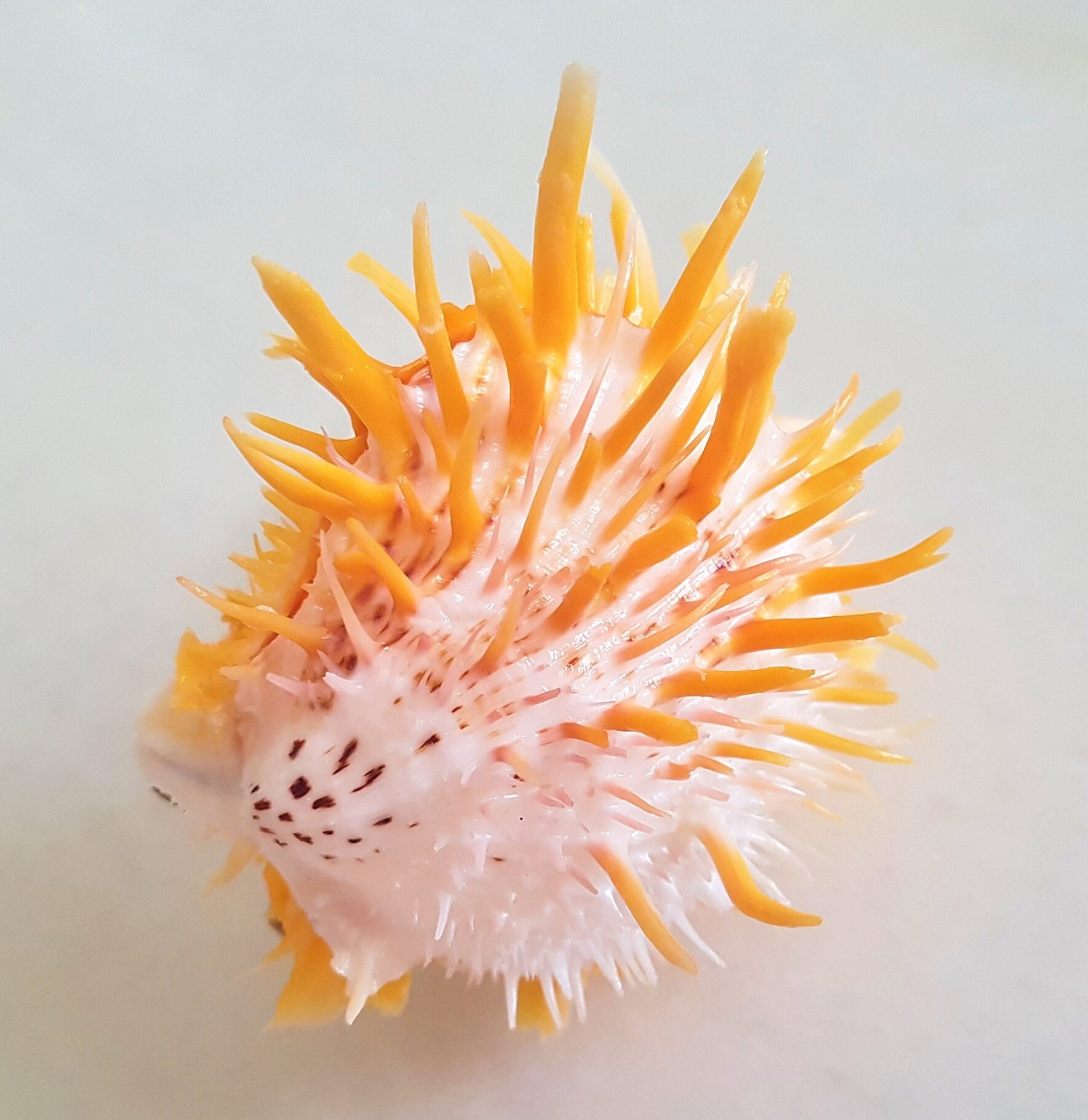 Seashell Spondylus Versicolor Spondylidae Thorny Oyster Natural History ...