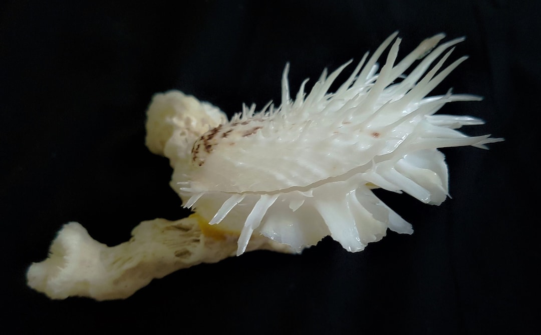 Seashell Spondylus Echinatus | Spondylidae | Thorny Oyster | Natural ...