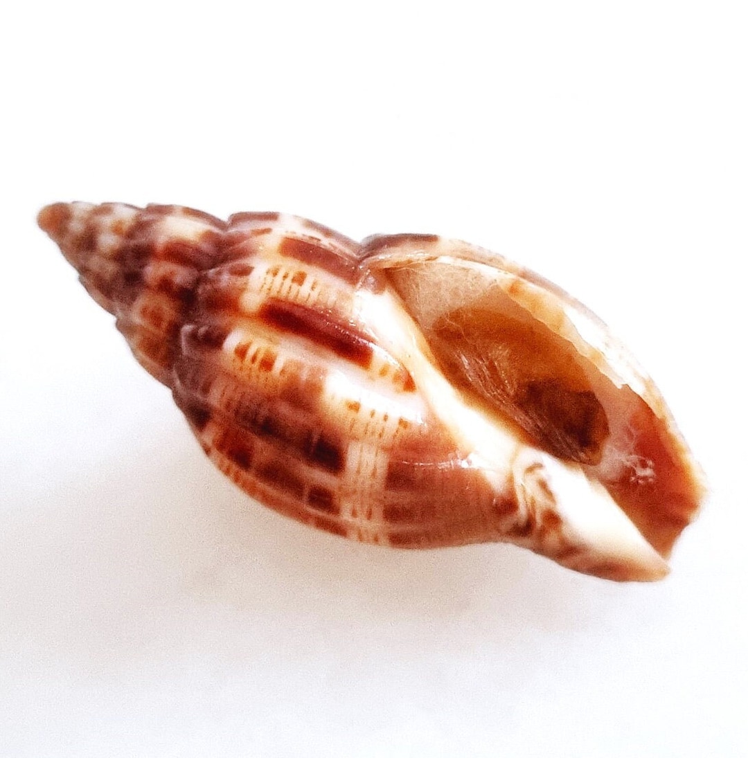 Seashell Voluta Lyria Mitraeformis | Volutidae | Miter-shaped Lyria ...