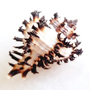Seashell Hexaplex Cichoreum Muricidae Endive Murex Dwarf Male Aesthetic ...