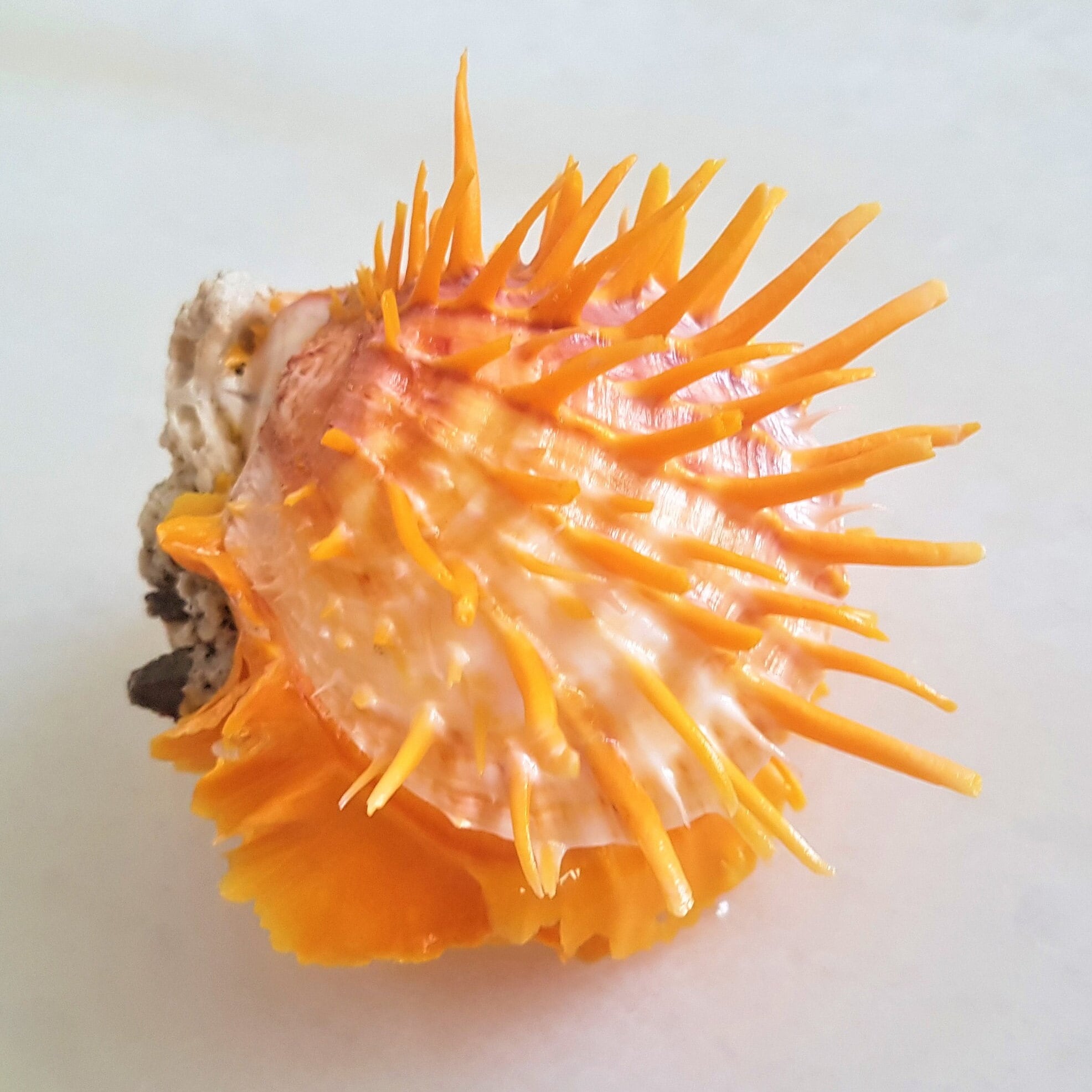 Seashell Spondylus Versicolor armadilloensis Natural History ...