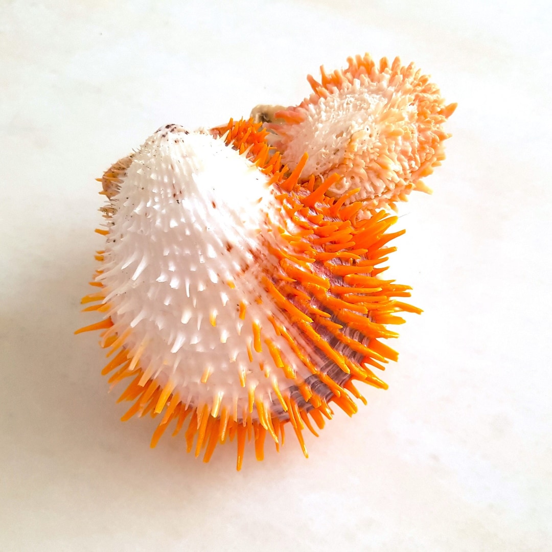 Seashell Spondylus Versicolor Chama Brassica Spondylidae Thorny Oyster ...