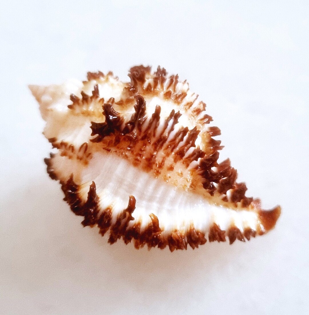 Seashell Murex Hexaplex Stainforthi | Muricidae | Stainforth's Murex ...