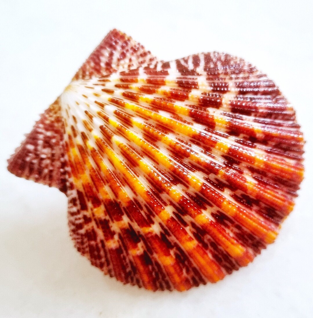 Seashell Pecten Pallium Pectinidae Royal Cloak Scallop Scallop Shell - Etsy