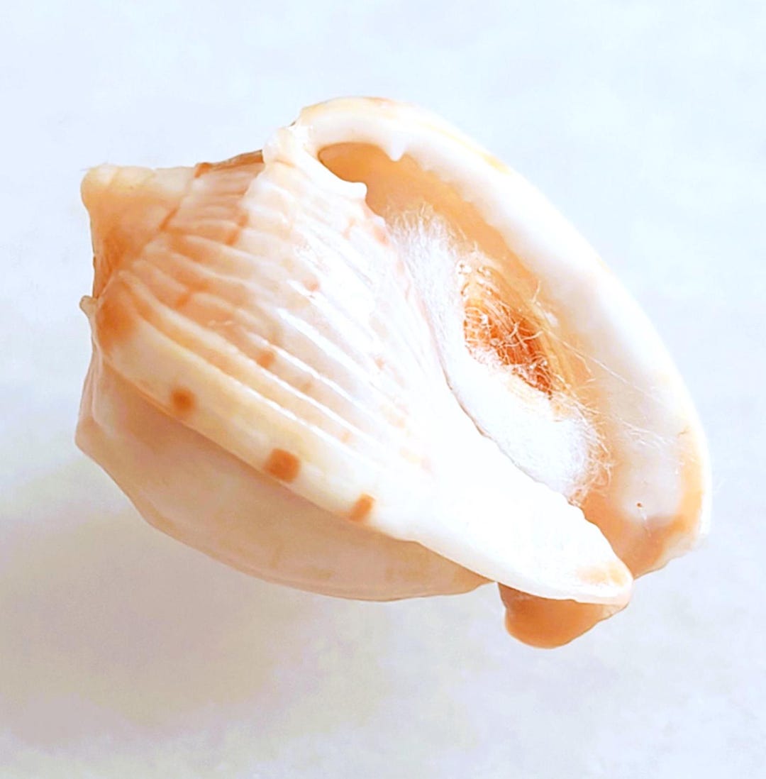 Seashell Cassis Flammea | Cassidae | Flame Heart Helmet | Princess ...