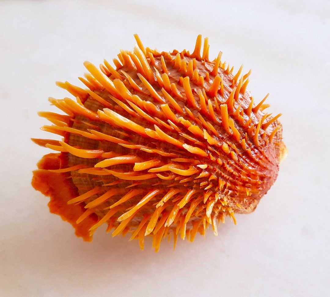 Seashell Spondylus Aurantius Spondylidae Thorny Oyster Natural History ...