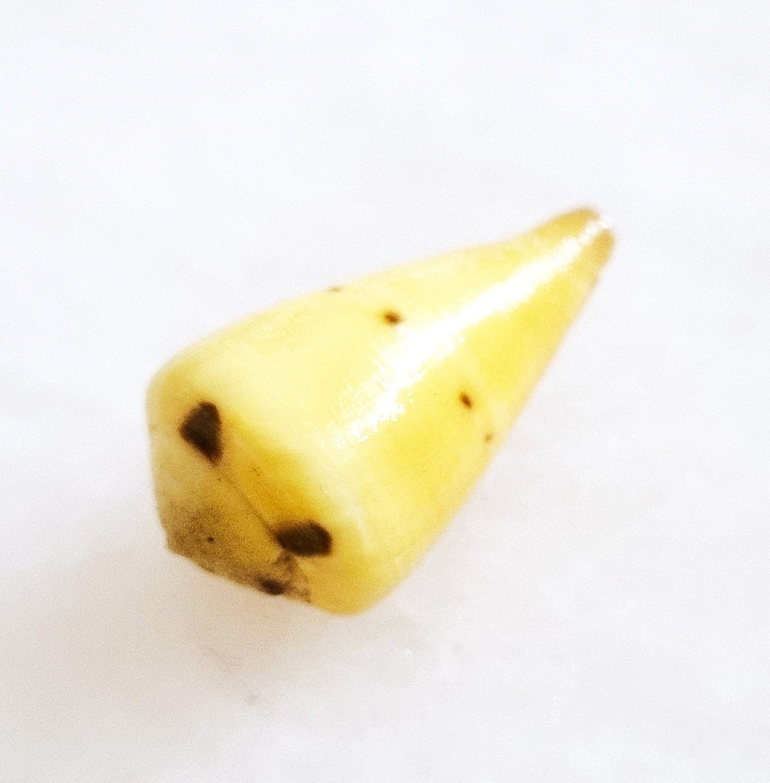 Seashell Conus Vexillum Sulphuratus Conidae Sulphur Colored Flag Cone ...