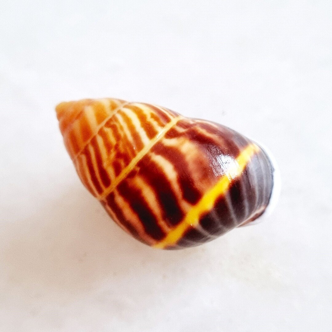 Landsnail Amphidromus Perversus Melanoma Indonesian Endemic Landsnail ...