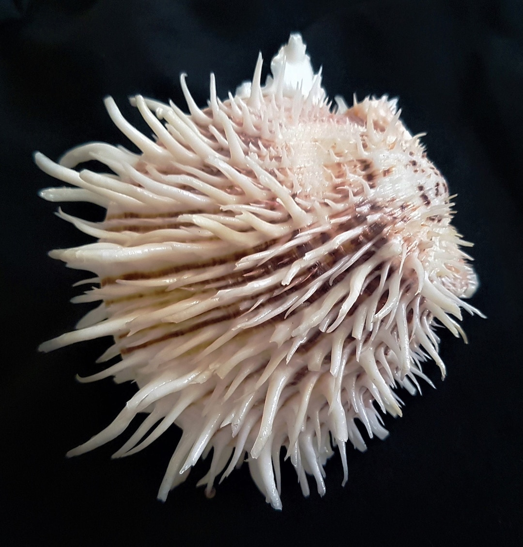 Seashell Spondylus Albibarbatus Spondylidae Thorny Oyster Exceptional ...