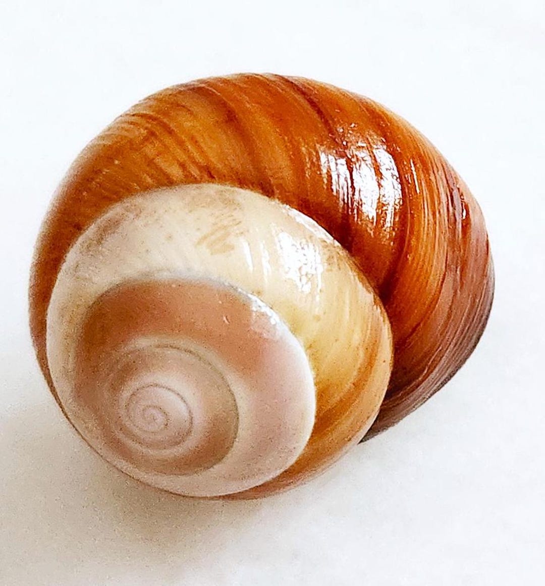 Landsnail Asperitas Bimaensis Dyakiidae Aesthetic Brown Snail Shell - Etsy