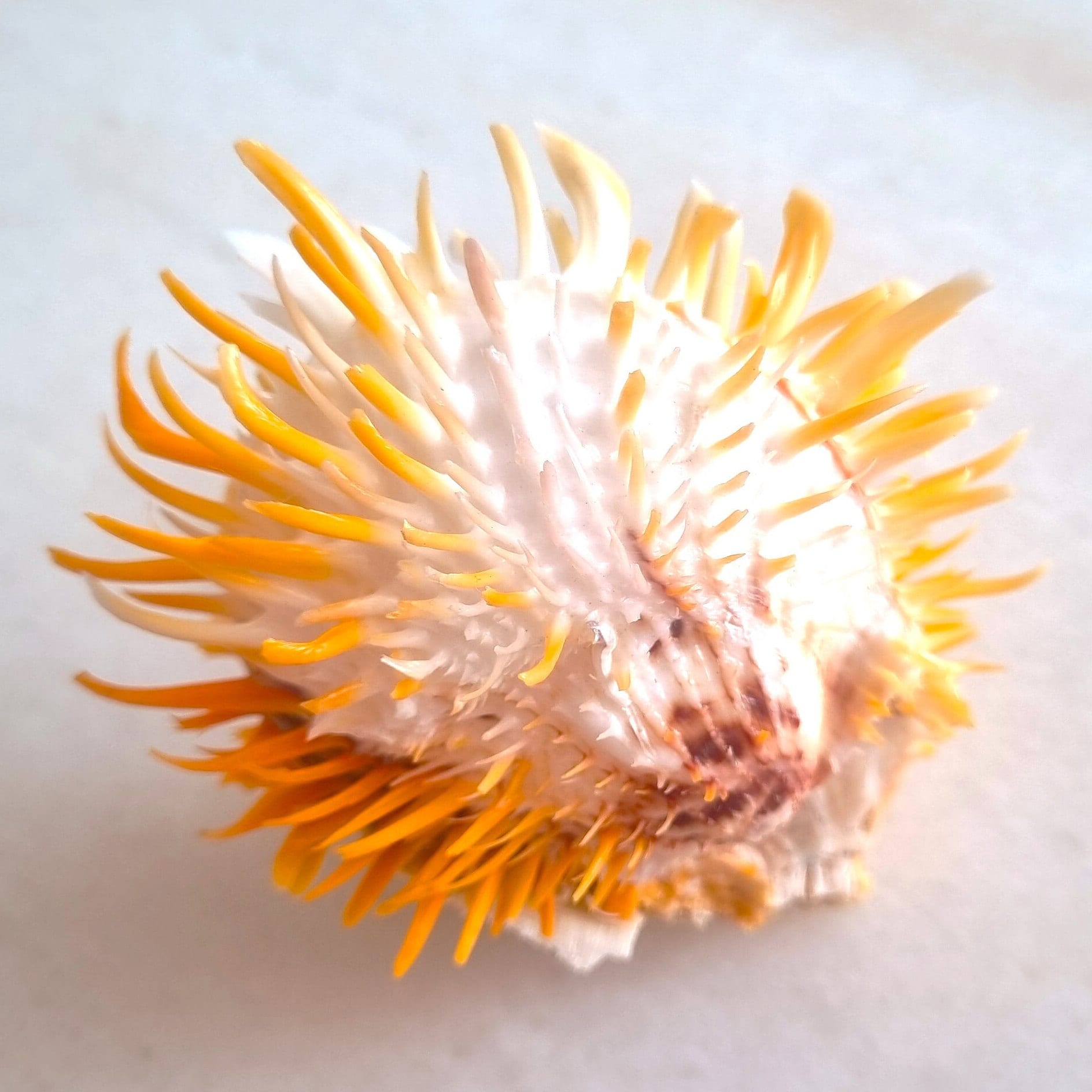 Seashell Spondylus Versicolor Spondylidae Thorny Oyster Natural History ...