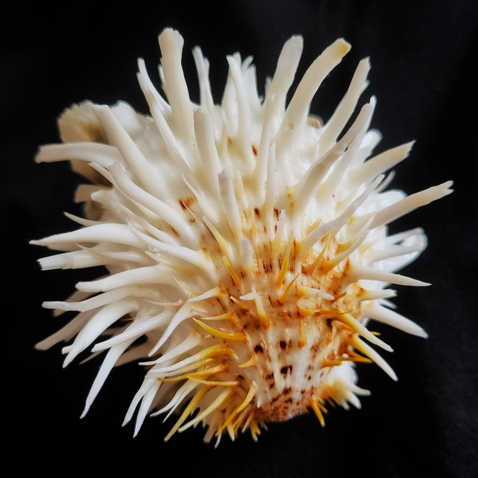 Seashell Spondylus Spectrum Spondylidae Thorny Oyster Aesthetic ...