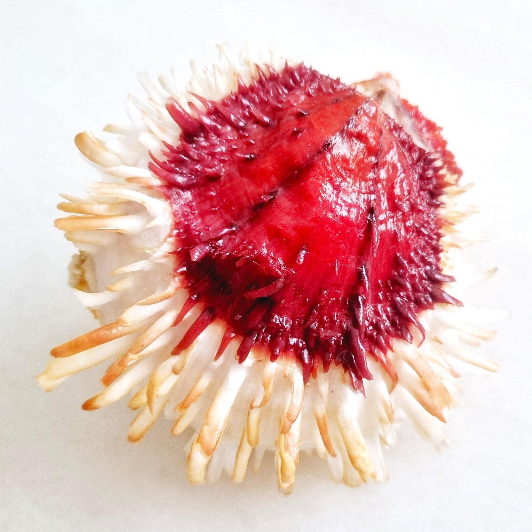 Seashell Spondylus Varius Spondylidae Giant Variable Thorny Oyster ...