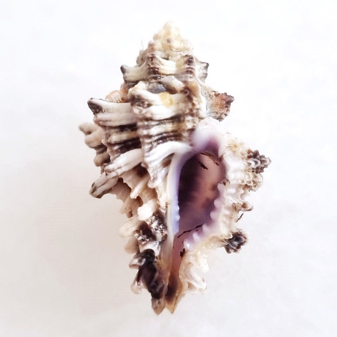 Seashell Murichorda Fiscellum | Muricidae | Exceptional Aesthetic ...