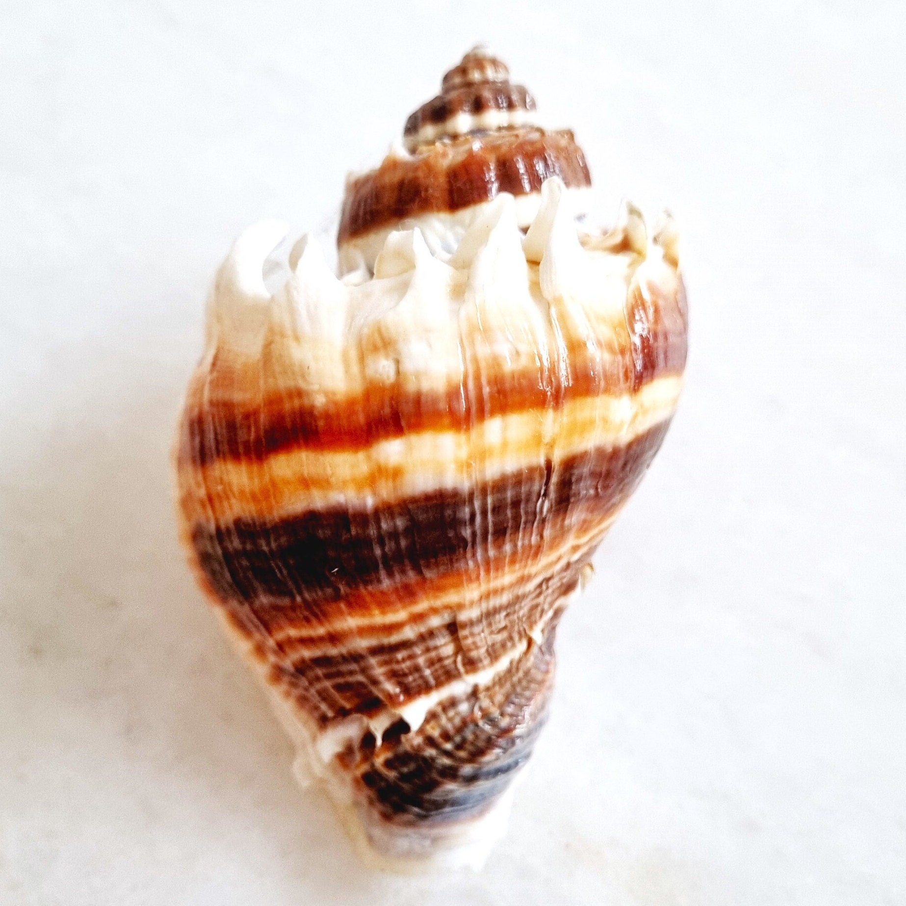 Seashell Melongena Corona | Melongenidae | Florida Crown Conch ...
