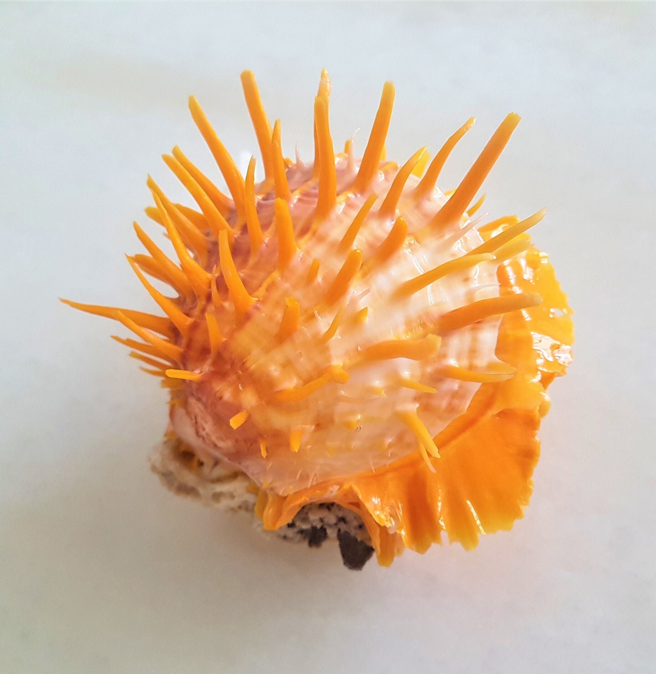 Seashell Spondylus Versicolor "armadilloensis" | Natural History ...