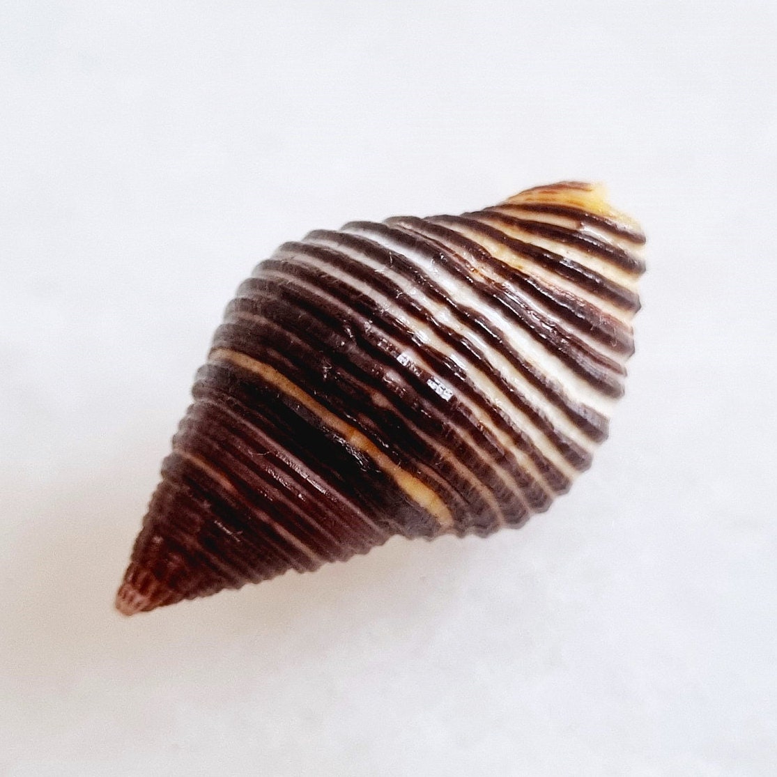 Seashell Pollia Undosa Pisaniidae Waved Goblet Hermit's Crab Luxury ...