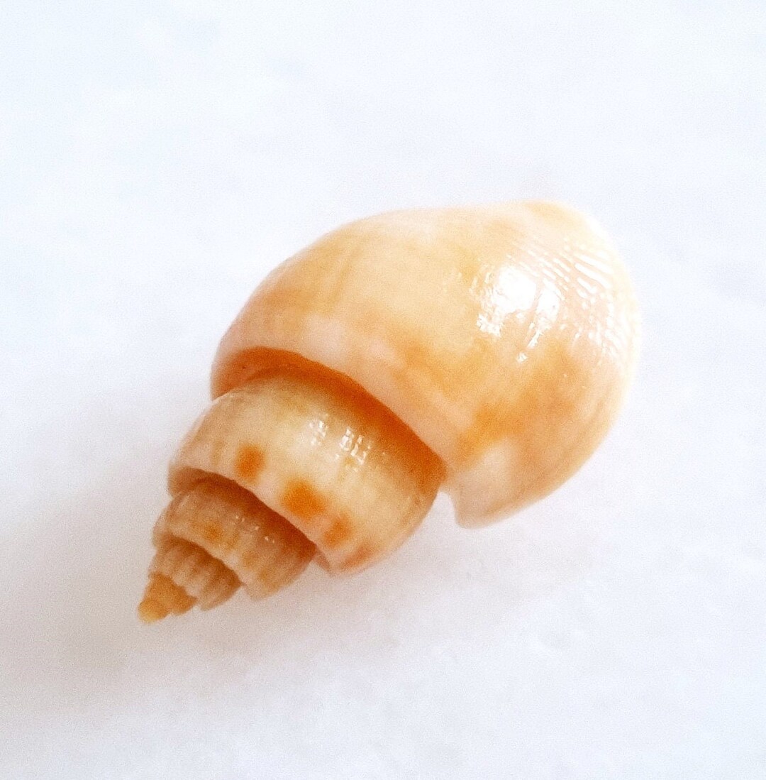 Seashell Nevia Spirata | Cancellariidae | Excavated Nutmeg | Rare ...
