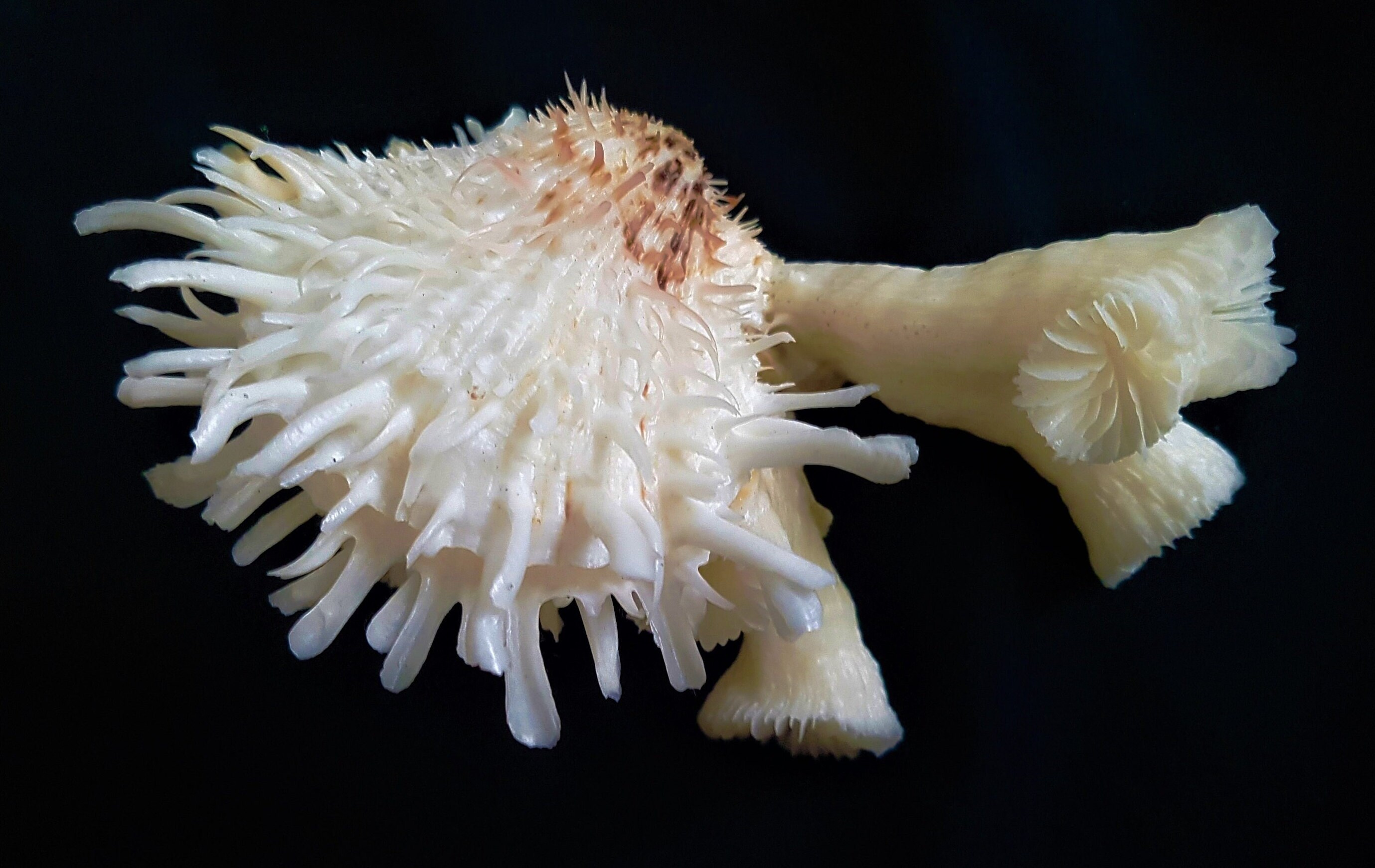 Seashell Spondylus Spectrum Spondylidae Thorny Oyster Aesthetic Trident ...