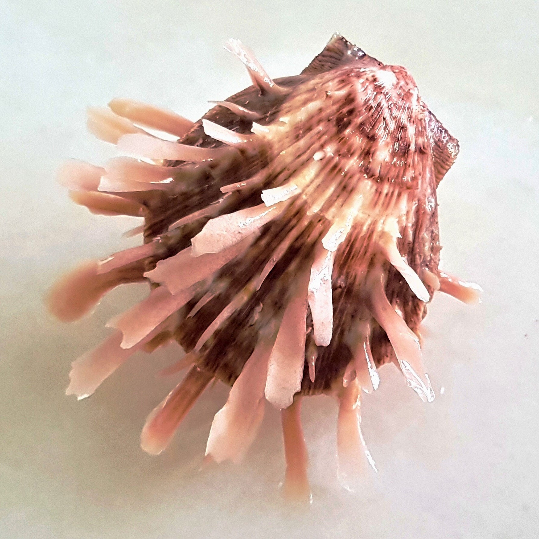 Seashell Spondylus Variegatus Thorny Oyster Spondylidae Natural History ...