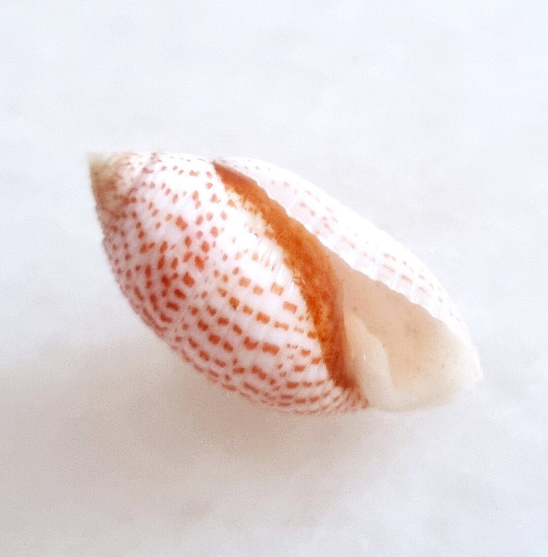 Seashell Pupa Solidula Acteonidae Solid Pupa Uncommon Australian ...