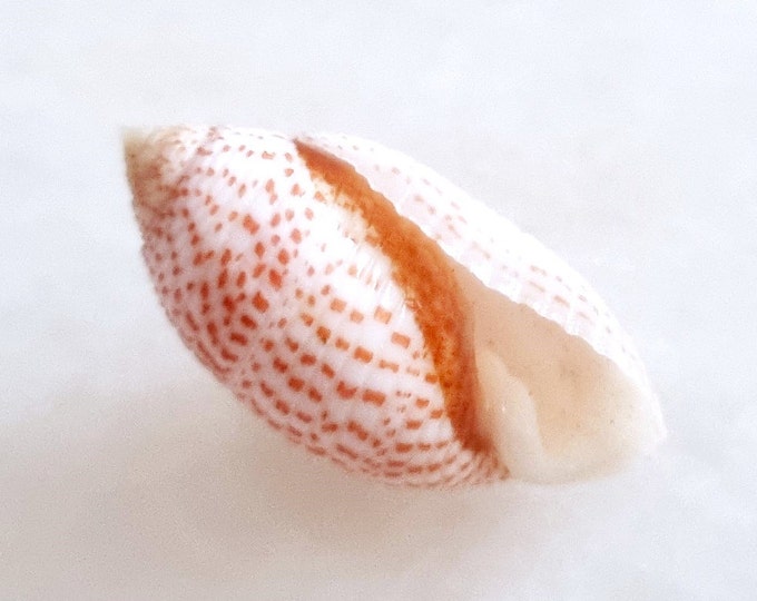 Seashell Pupa Solidula | Acteonidae | Solid Pupa | Uncommon Australian Population | Aesthetic ...