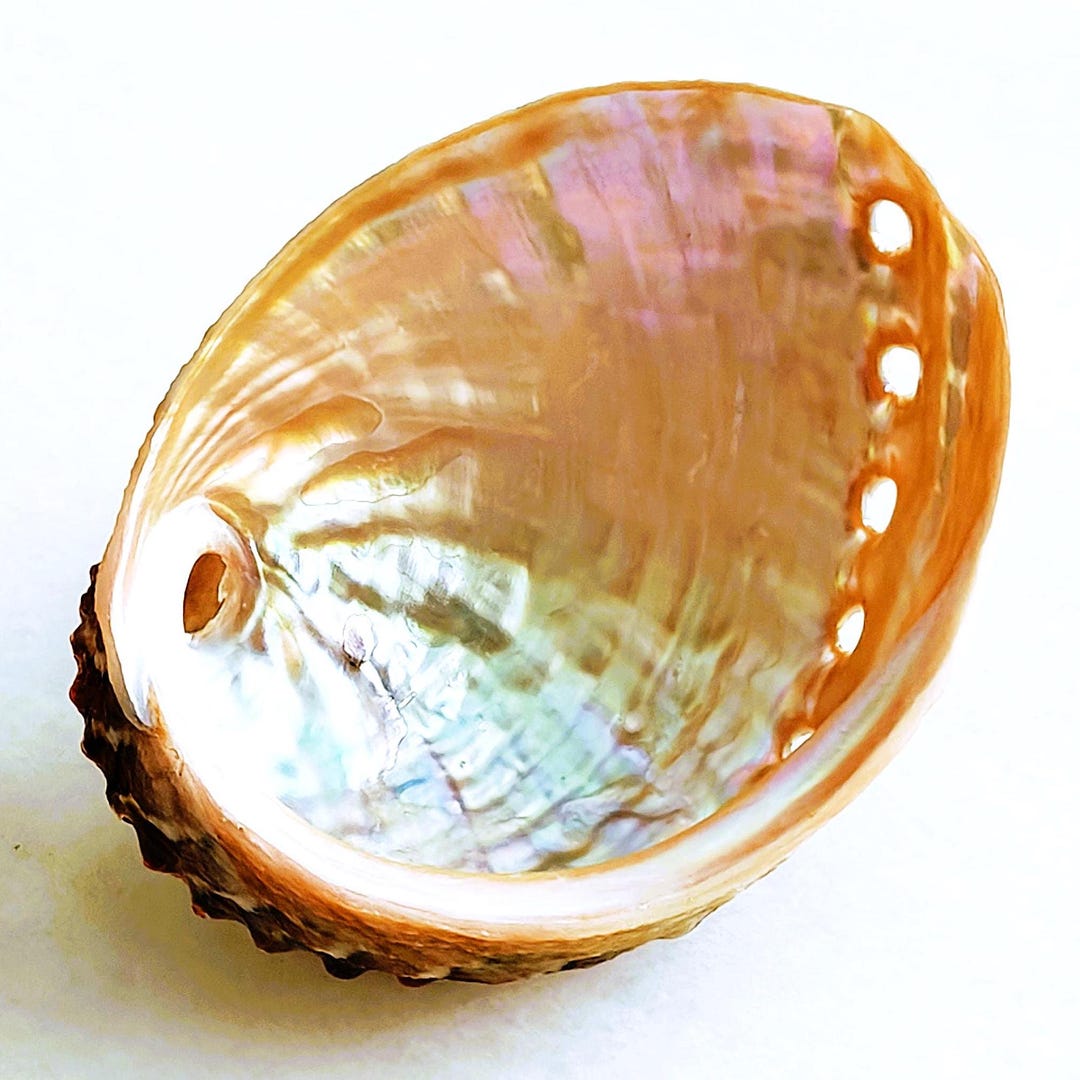 Seashell Haliotis Kamtschatkana | Haliotidae | Northern Abalone ...