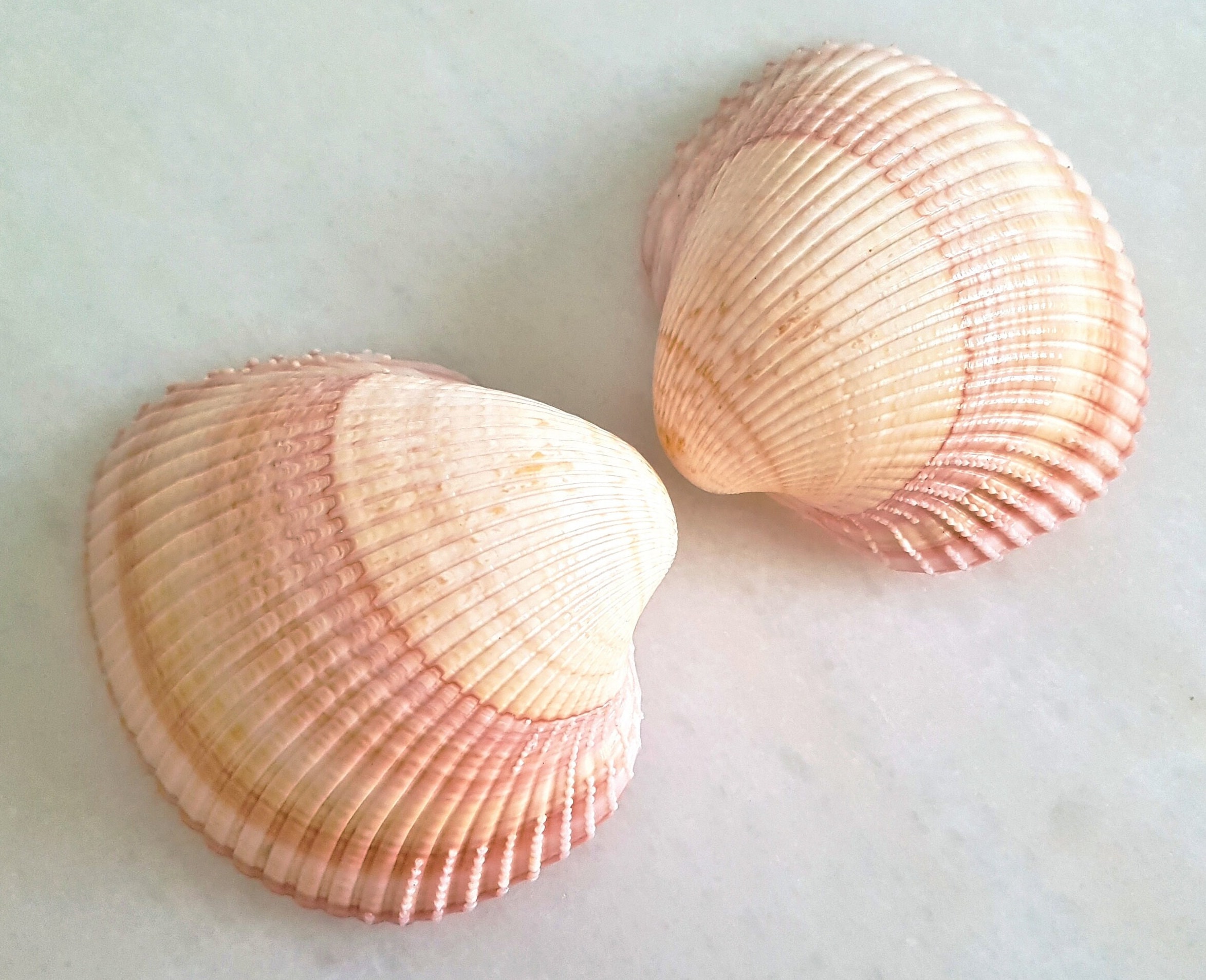 Seashell Plagiocardium Pseudolima Cardiidae Giant Heart Cockle Giant ...