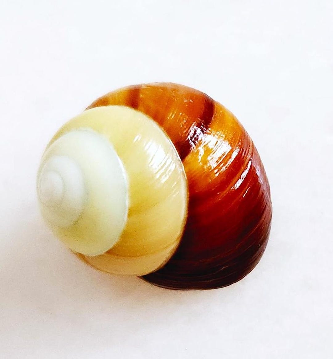 Landsnail Asperitas Bimaensis | Dyakiidae | Aesthetic White Green ...