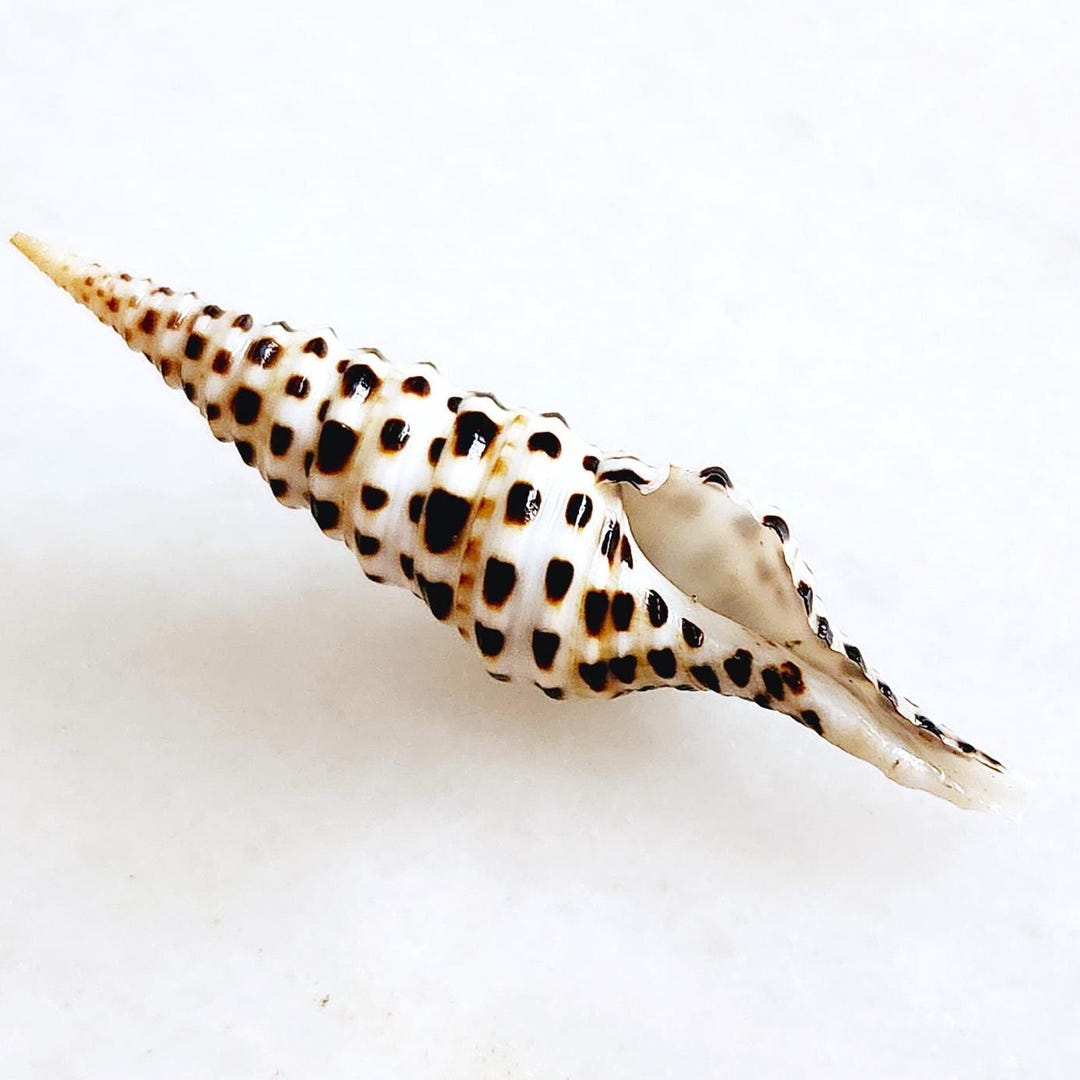 Seashell Turris Babylonia Turridae Babylon Turrid Tower Turrid ...