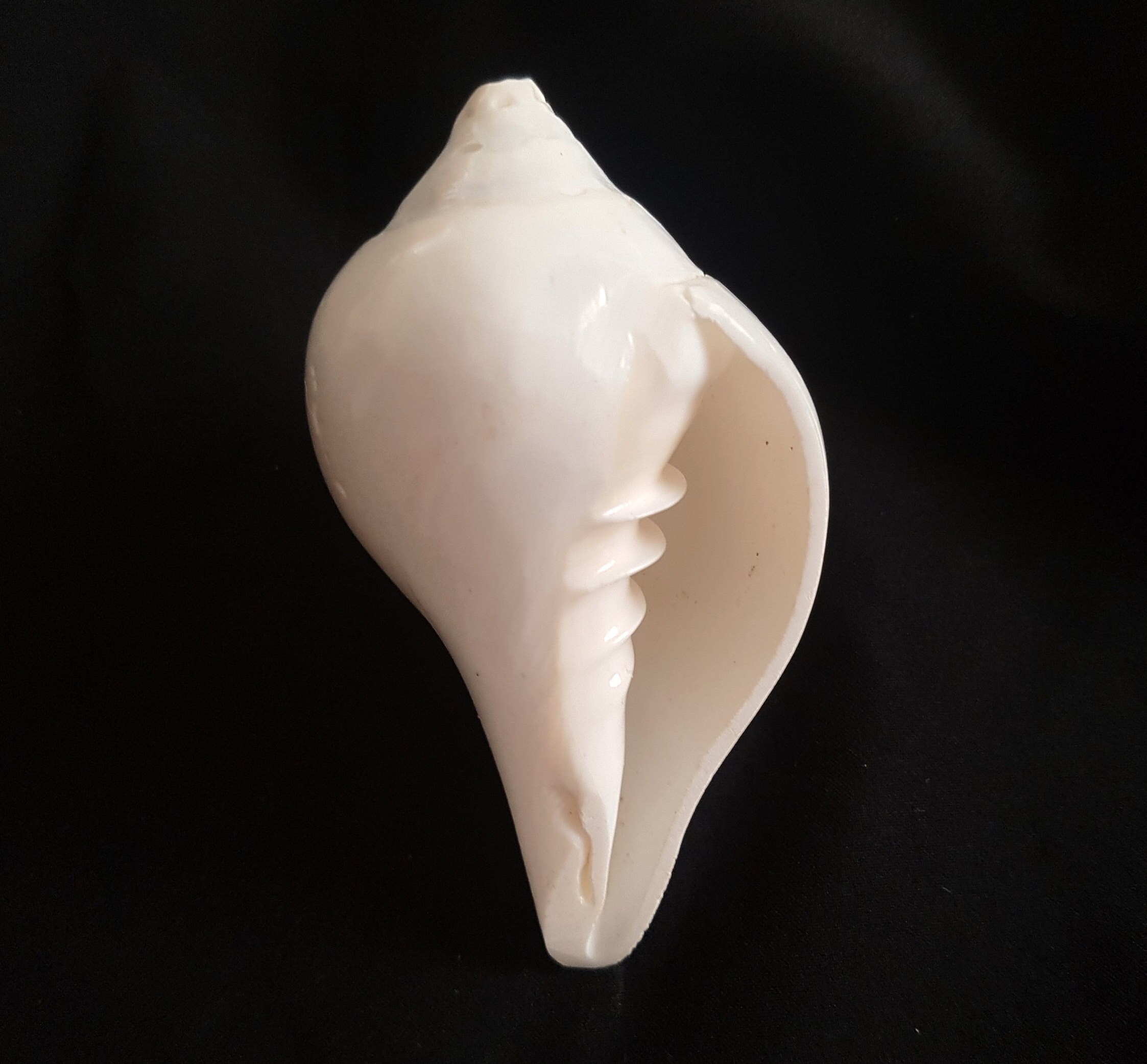Seashell Sacred Chank Shankha Mini Divine Conch Shell - Etsy