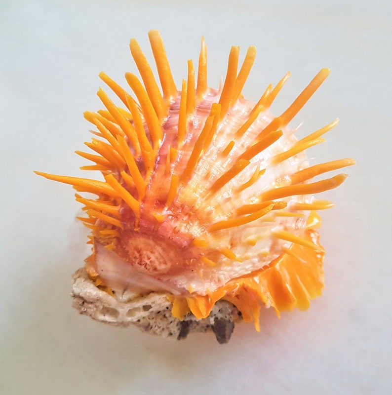Seashell Spondylus Versicolor "armadilloensis" | Natural History ...